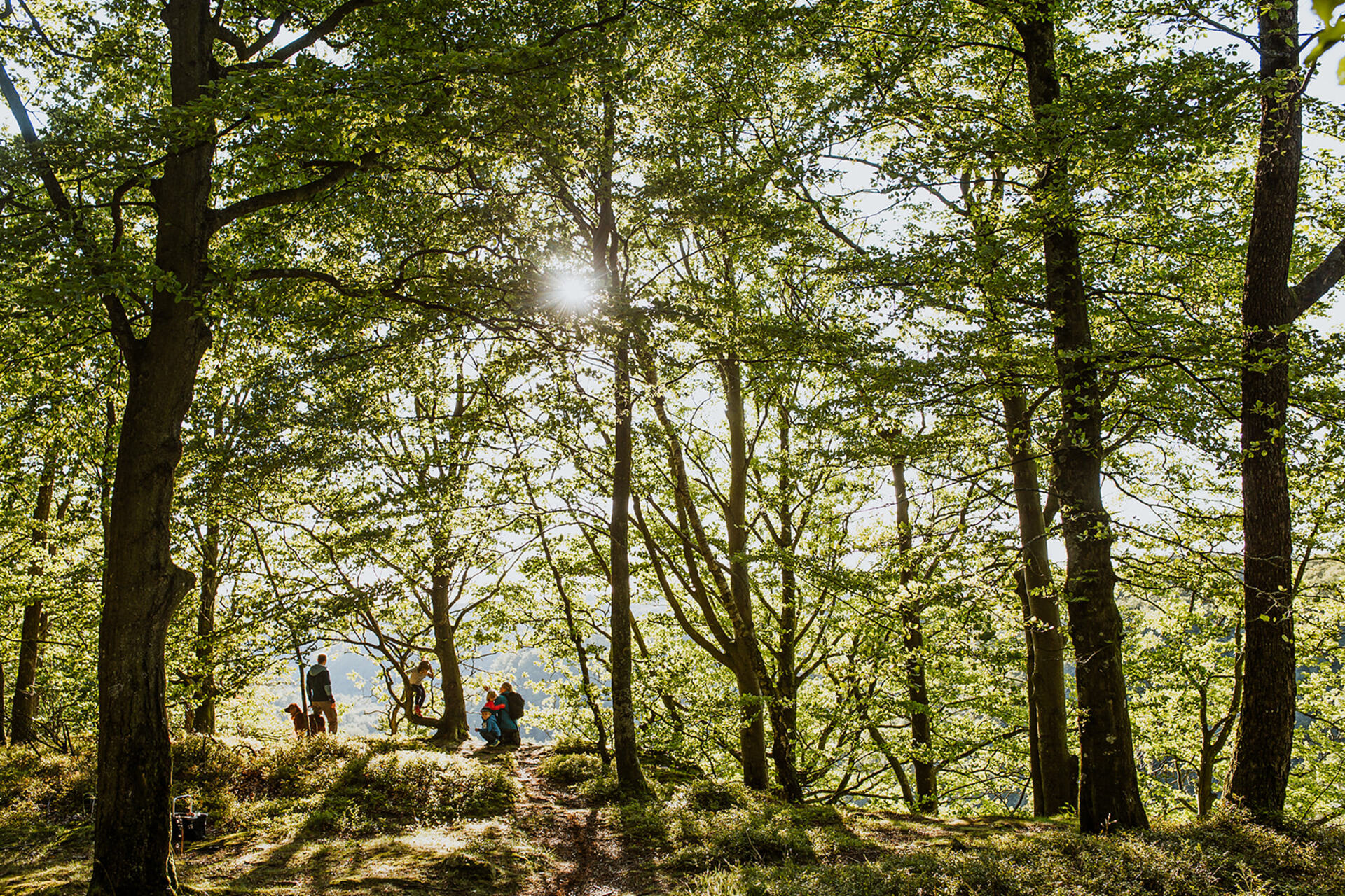 Höga berg & djupa dalar: Storslagna Söderåsen | Resmål Sverige